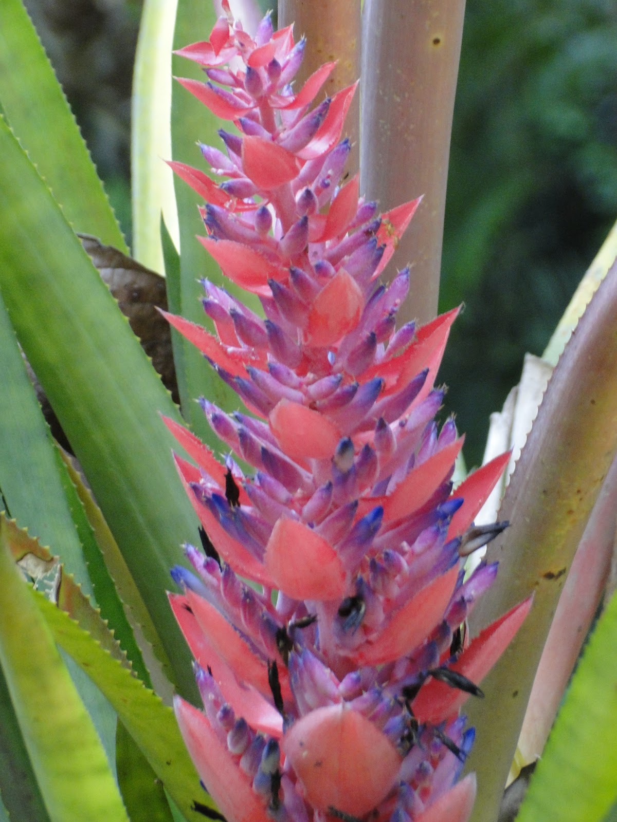 ÁGUA BRANCA ONLINE: A beleza e o poder da Bromélia da Amazônia