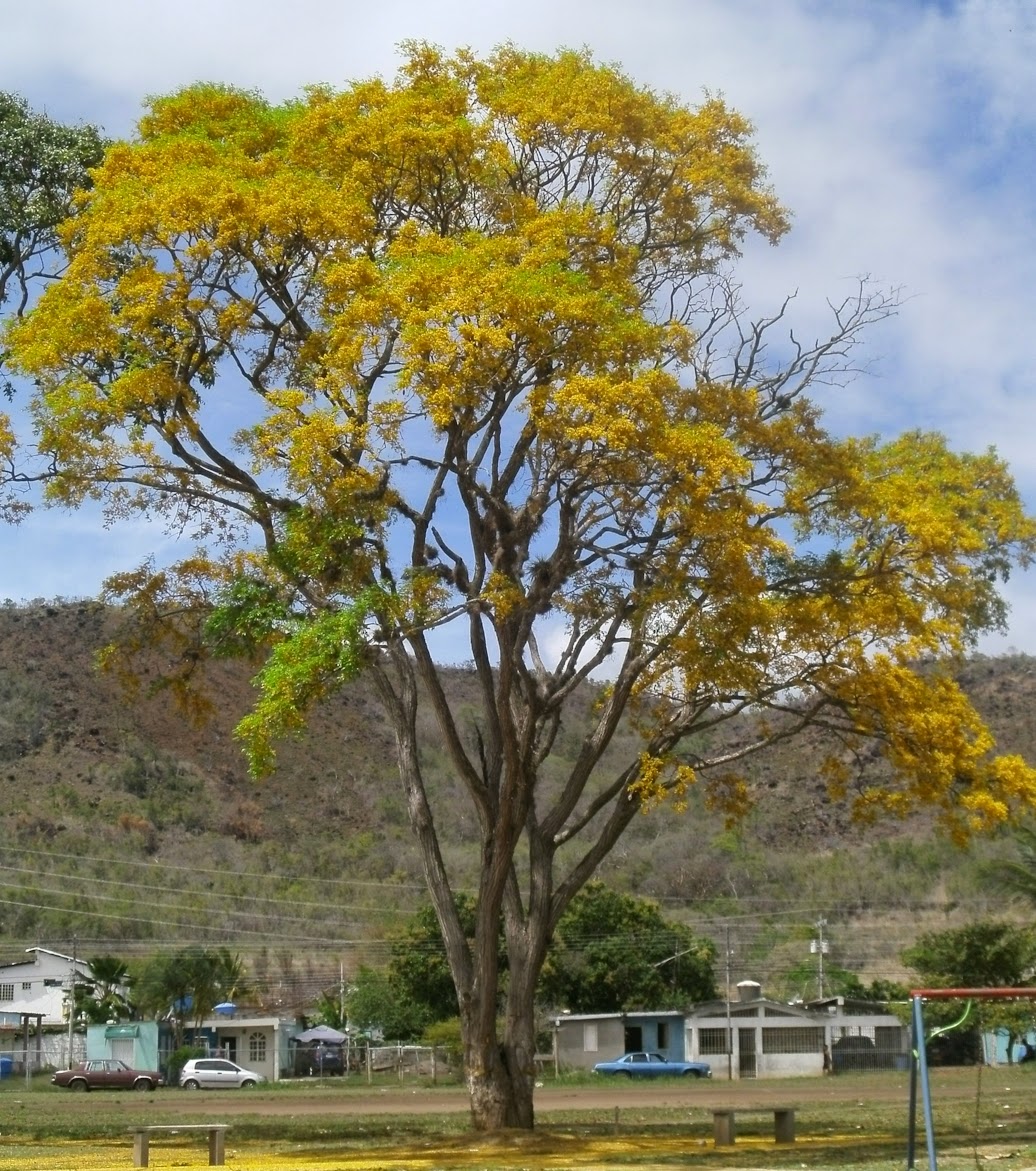 Santa Marta, sus especies vegetales : TRÉBOL O GUAYACÁN TRÉBOL ...