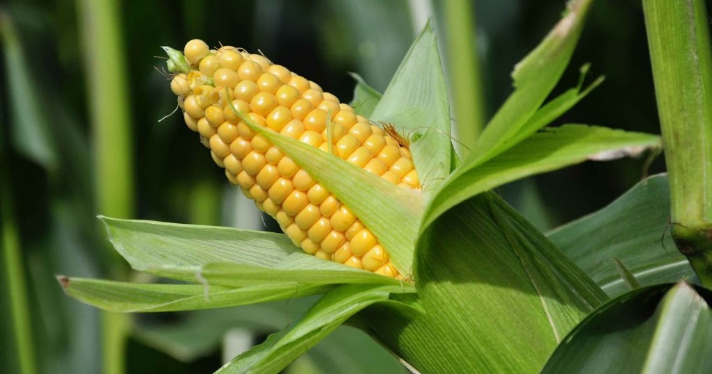 CornHub: HD Corn