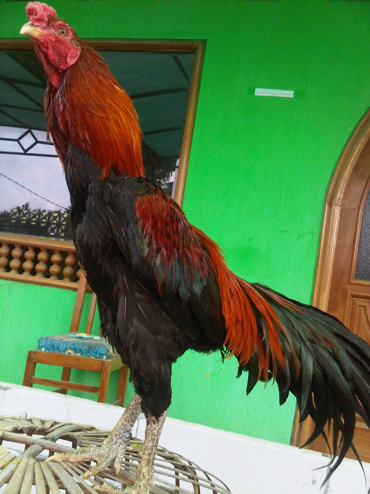 AYAM TANGKAS: PETERNAKAN AYAM SAIGON, BANGKOK, BURMA, ASEEL, MAGON ...