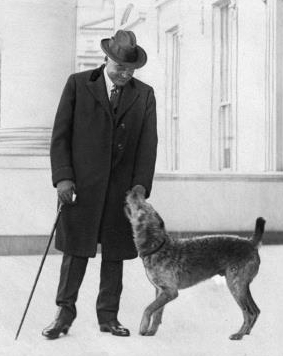 Famous Dogs in History: Laddie Boy: Harding's Popular Dog