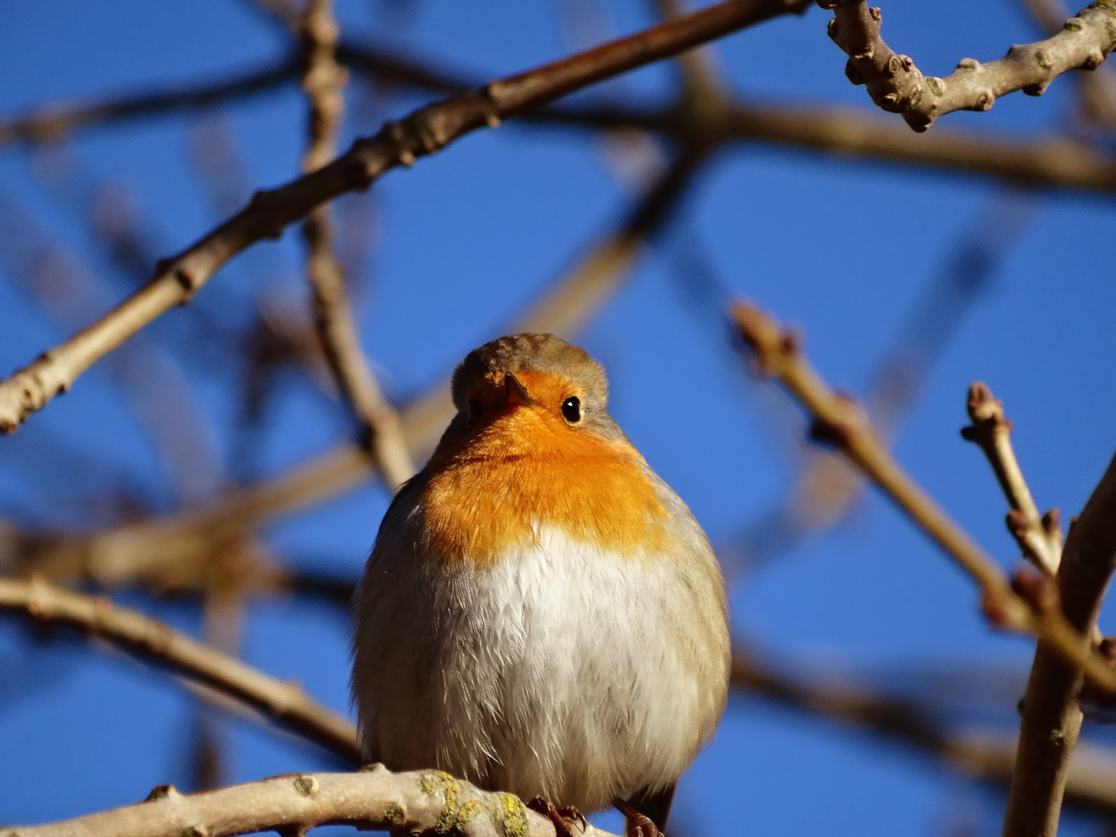 .: PAJARITOS POR AQUI,PAJARITOS POR ALLÁ