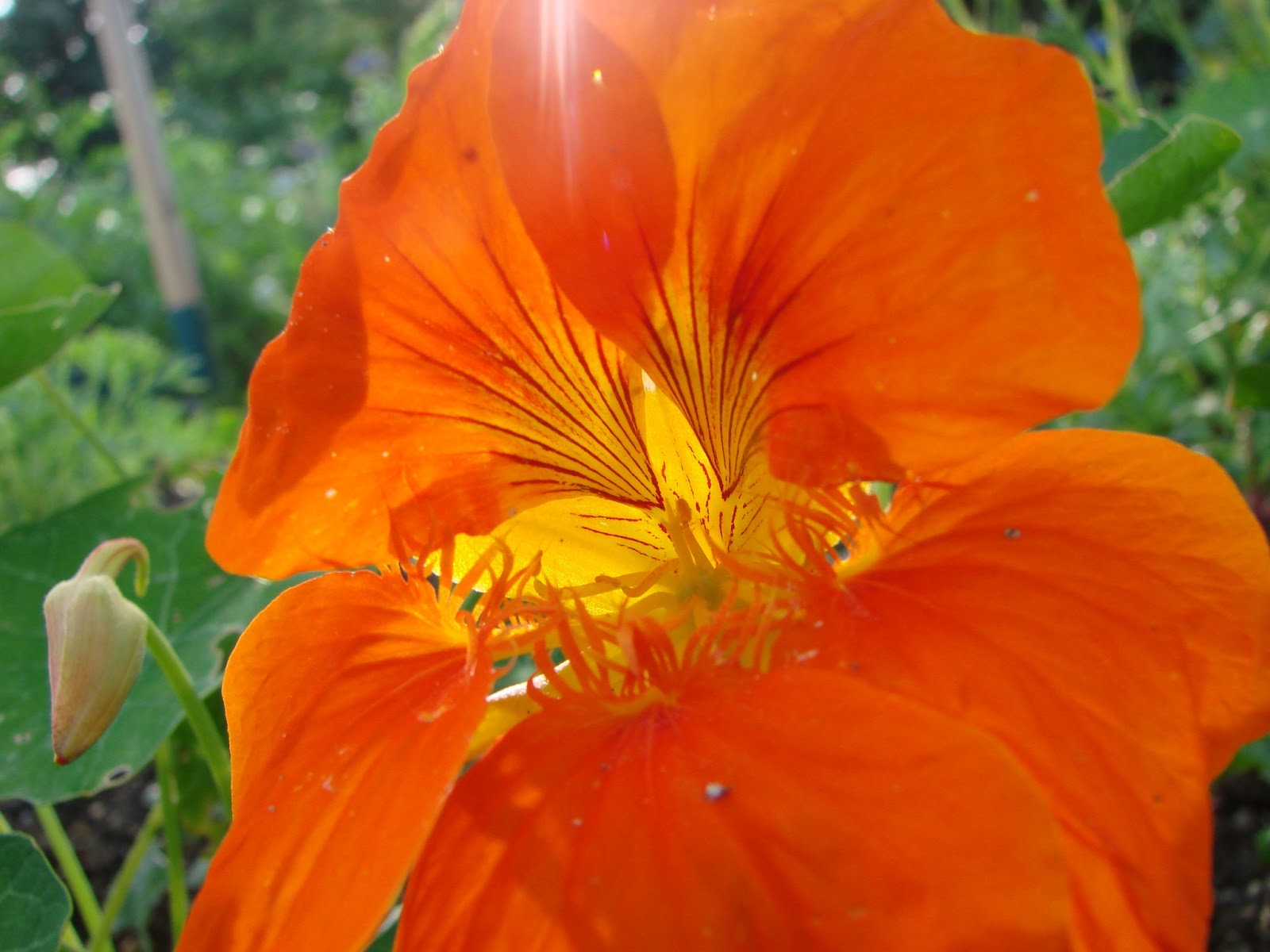 Au jardin d'Aurore: La Capucine