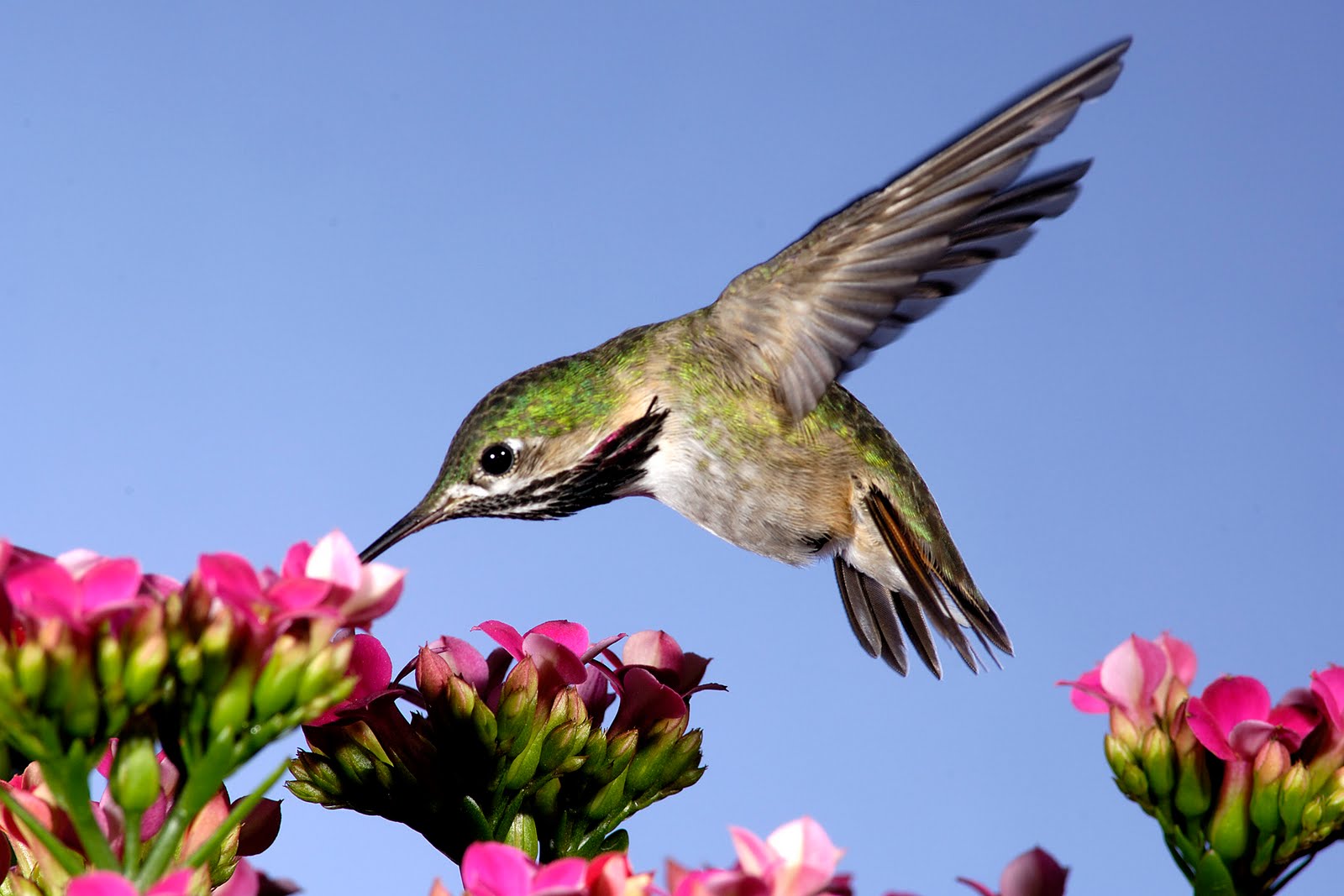 New Mexico Birds: Tiny Titans: Hummingbirds