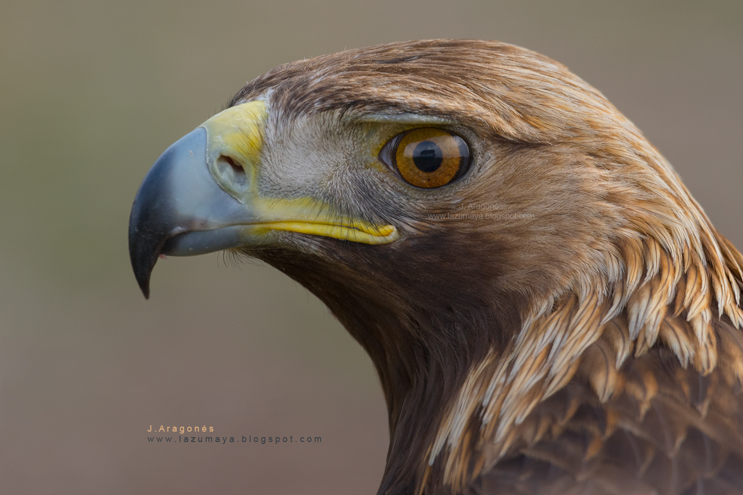 La Zumaya: Águila real 2