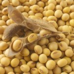 तनाव र मानसिक रोगि का लागि भटमास(सोयाबीन) फाइदा