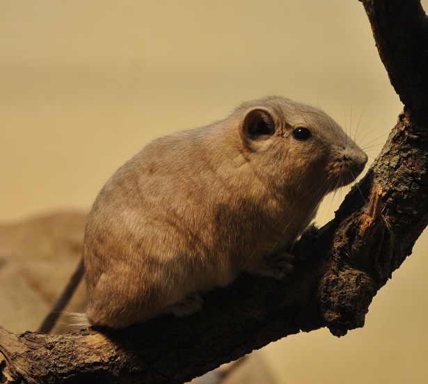 ZOOTOGRAFIANDO (6.100 ANIMALS): GUNDI / GUNDI (Ctenodactylus gundi)