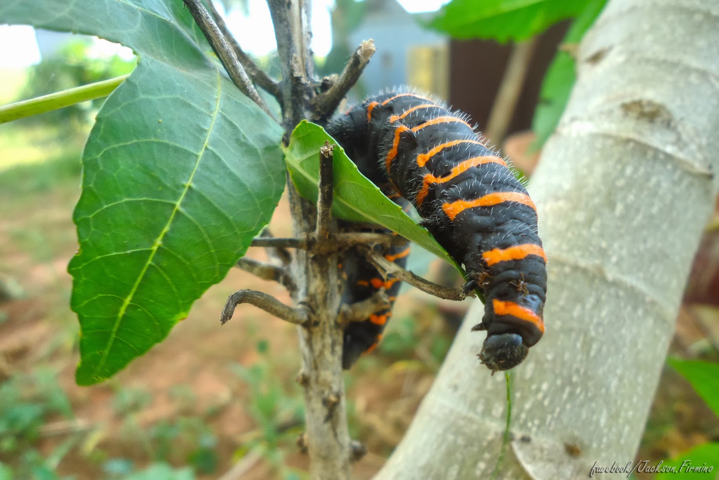 Predador de Imagens: MANDRUVÁ - Larva da Mariposa