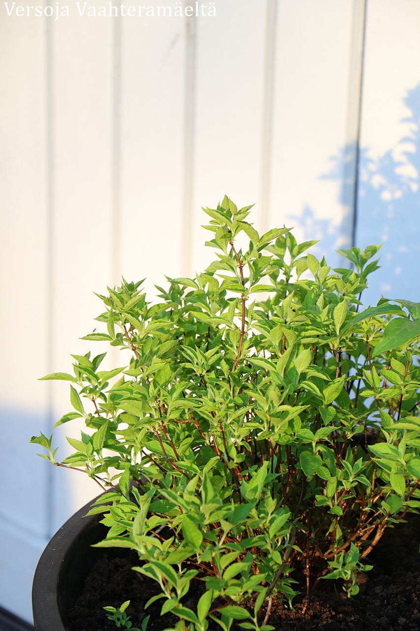 Versoja Vaahteramäeltä : Ruukkuistutus monivuotisilla kasveilla