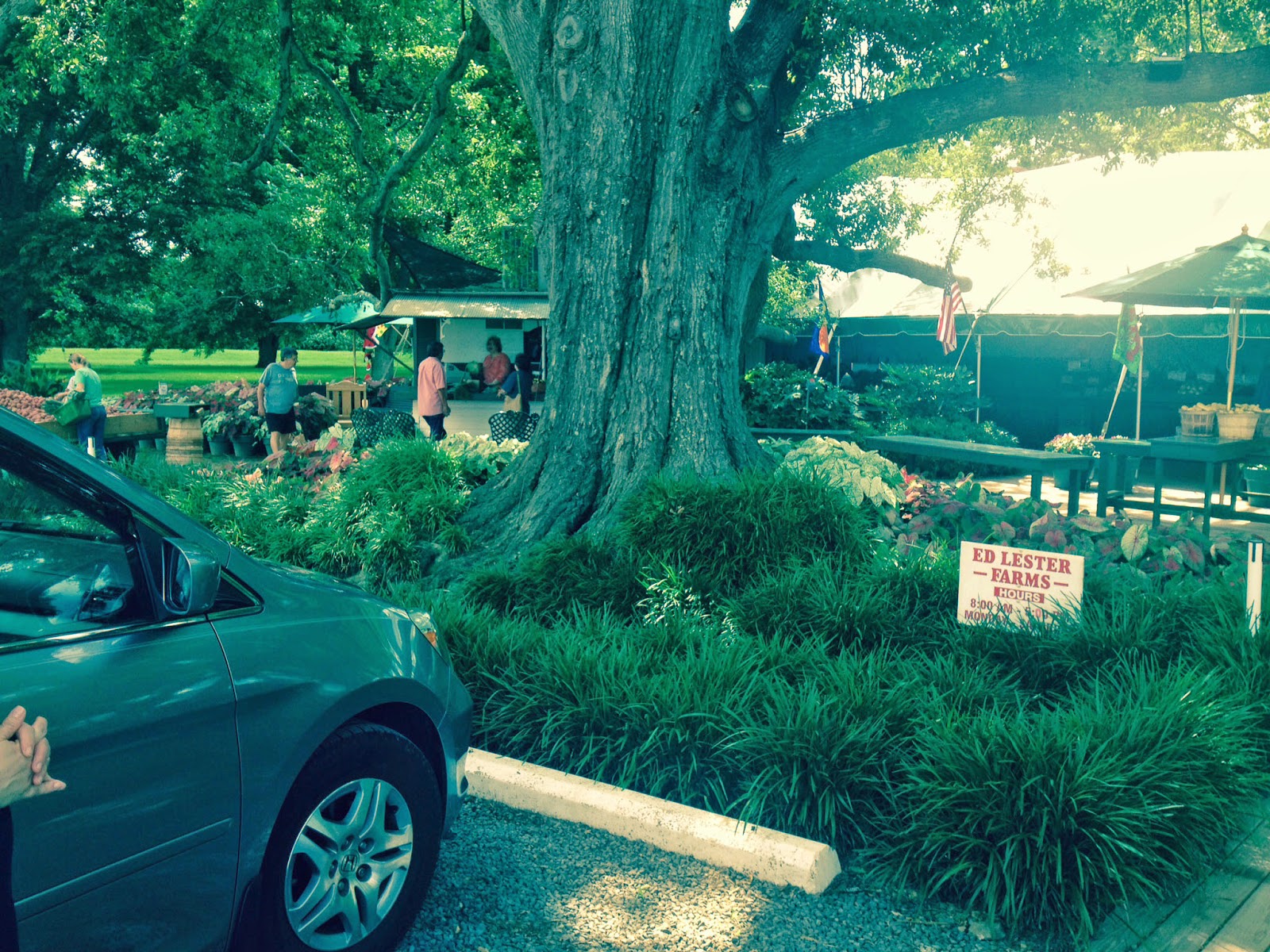 Soup Spice Everything Nice: Ed Lester Farms