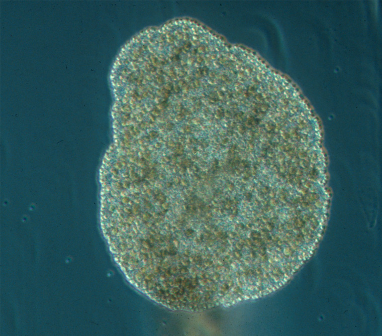 Klasifikasi 35 Filum dalam Kingdom Animalia (Hewan) - SIAP UJIAN