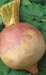 De la Huerta a tu Plato: Verduras y Hortalizas