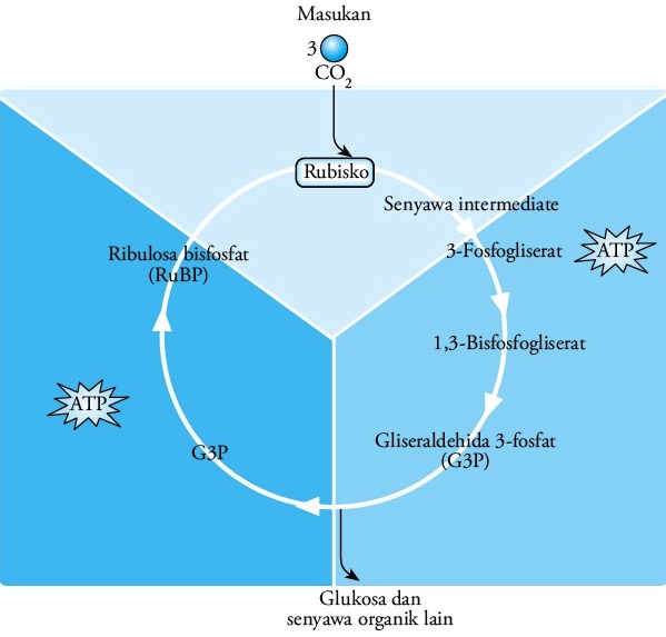 Dewi Kurnia Madya N: Proses Fotosintesis pada Tumbuhan - Reaksi Terang ...