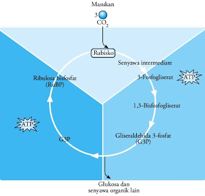 Dewi Kurnia Madya N: Proses Fotosintesis pada Tumbuhan - Reaksi Terang ...