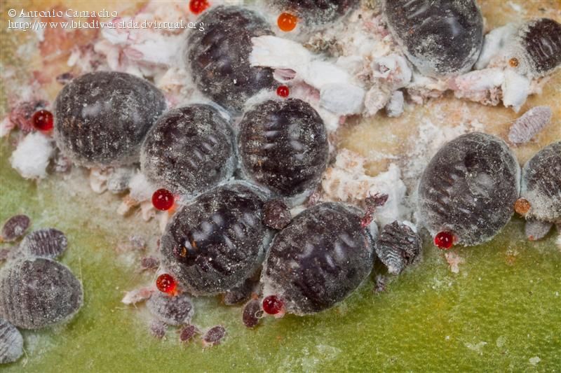 Paleontología y Evolución en la UCM: LOS COCOIDEOS Y LAS ANGIOSPERMAS