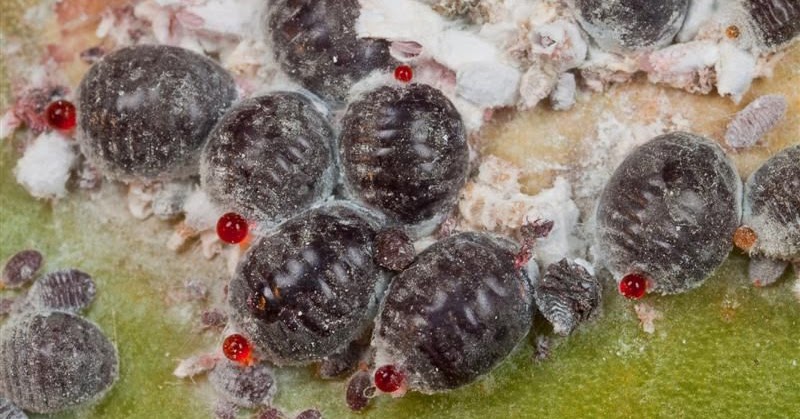 Paleontología y Evolución en la UCM: LOS COCOIDEOS Y LAS ANGIOSPERMAS