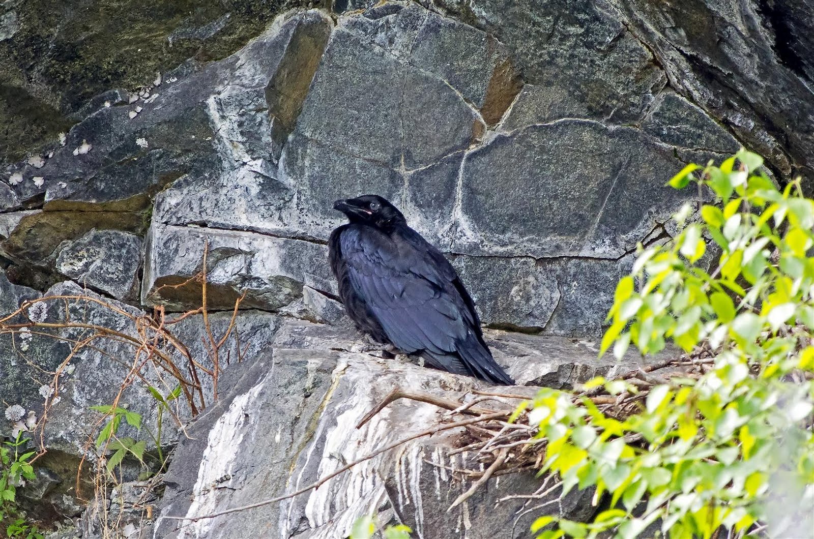 Wild in Pictures: Snowshoe Hare, Young Raven, Fox and more.