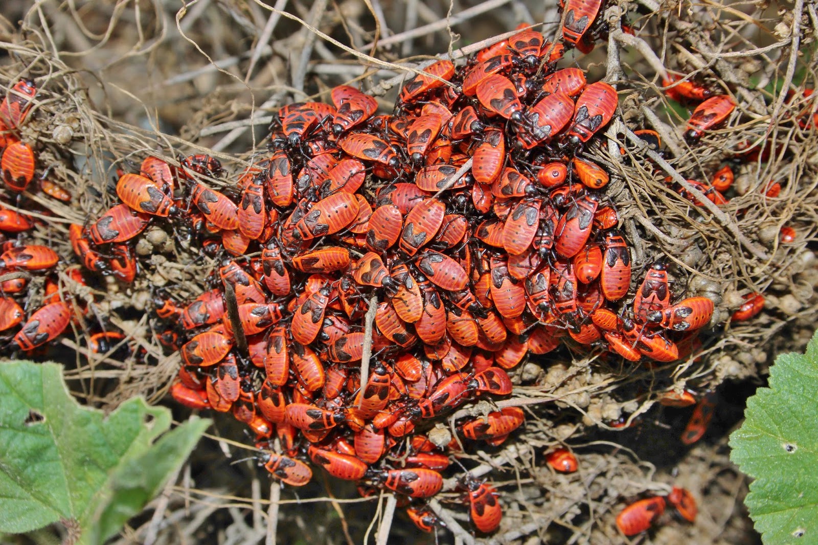 Biodiversity of Cyprus by NGO Protection of the Natural Heritage and ...
