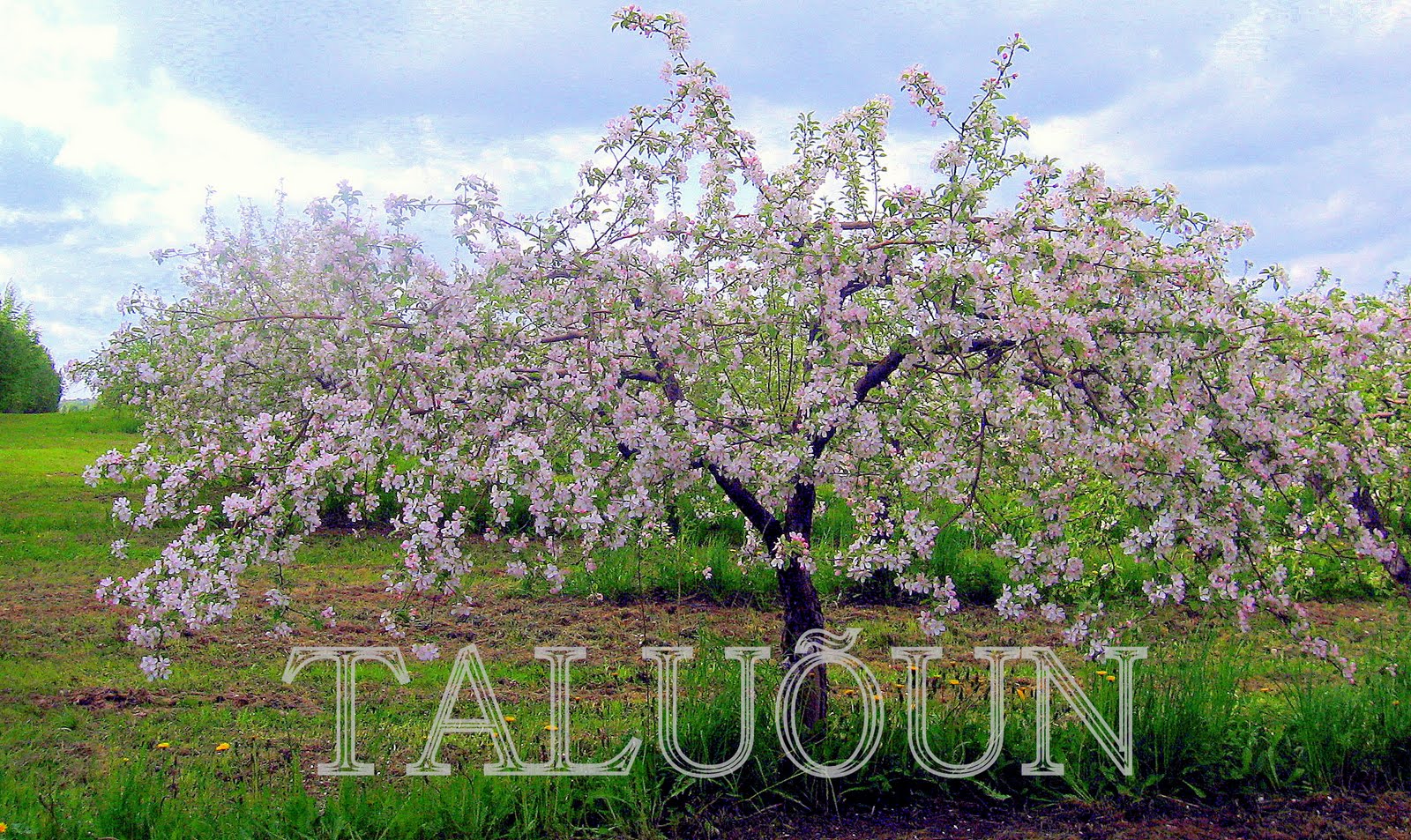 Kevad 2011 Halika talus ja õunaaias. - Halika Õunatalu: Puhas Eesti ...