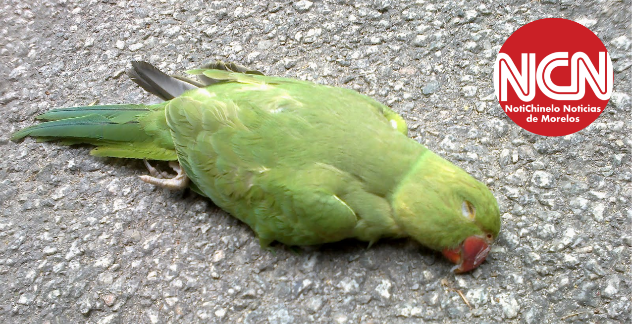 MUERE UN PERICO TRAS ESCUCHAR 5 HORAS DE “FELICES LOS CUATRO” DE MALUMA ...