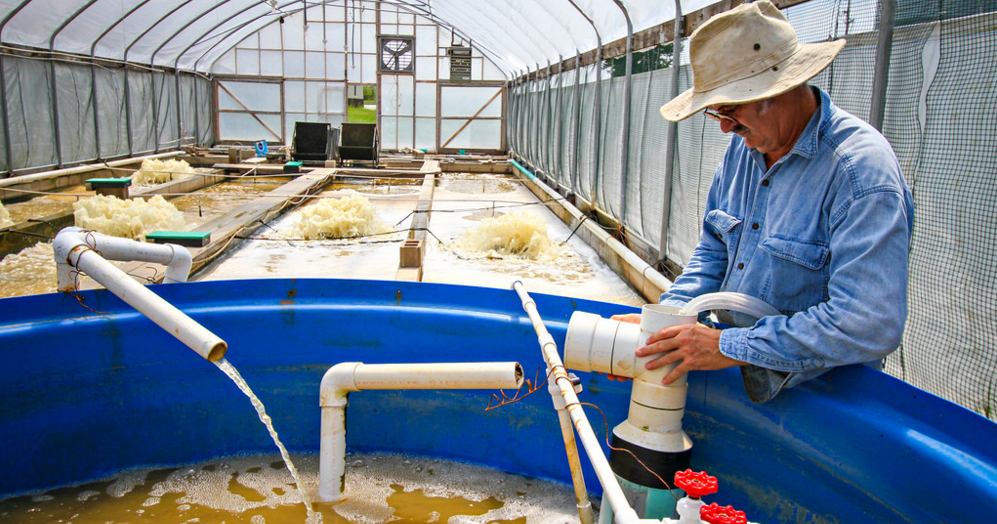 Lebanese Aquaculture: Aquaculture raceway system for growing shrimp and ...