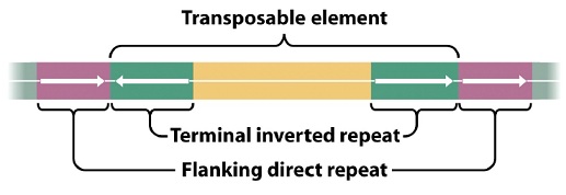 Biological and not-so-biological things: Transposones de clase I