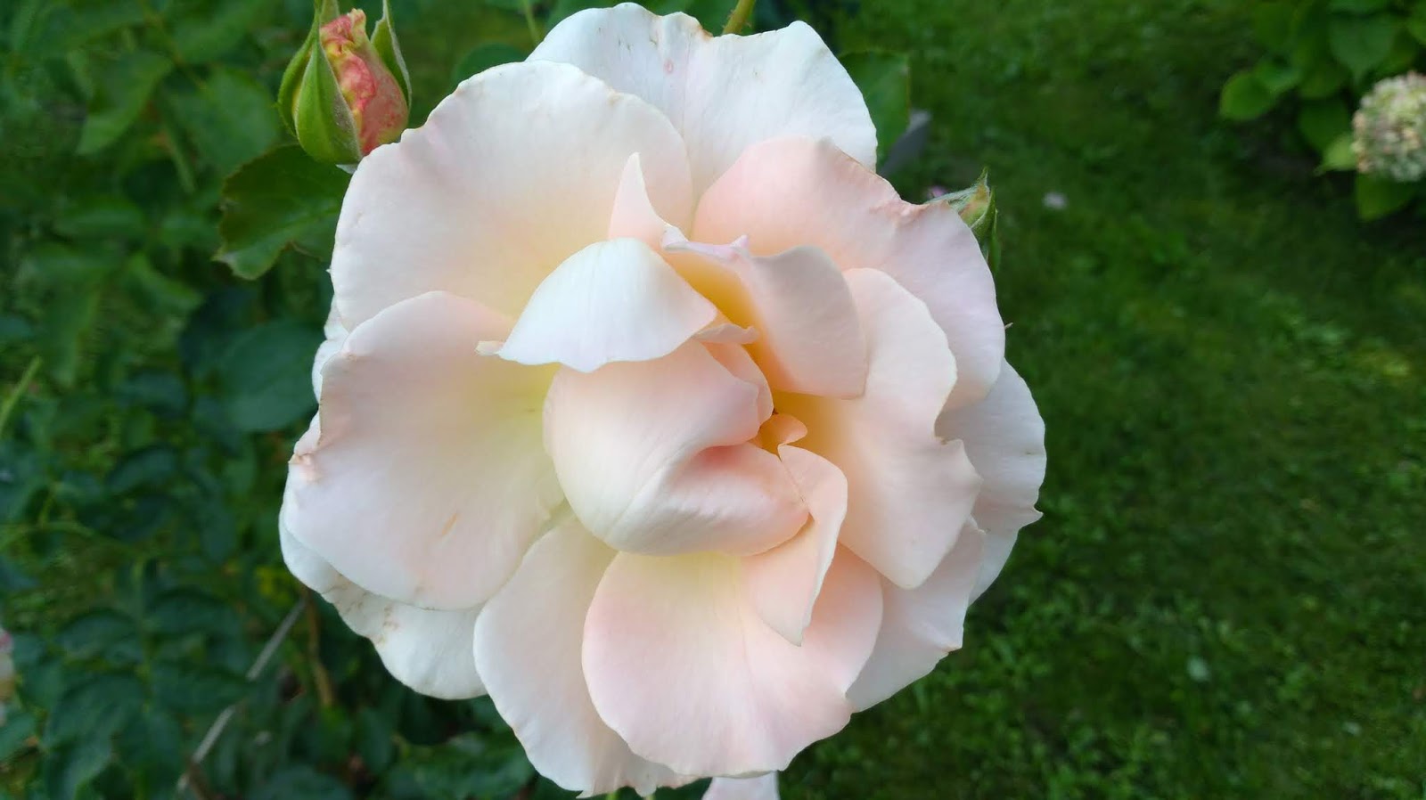 Ranczo Elma: Róża (Rosa) Rokoko