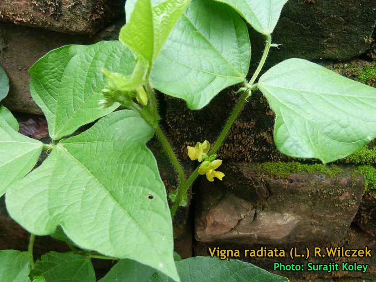 Medicinal Plants: Vigna radiata, Green gram, Mung, Pesalu, thua khieo ...