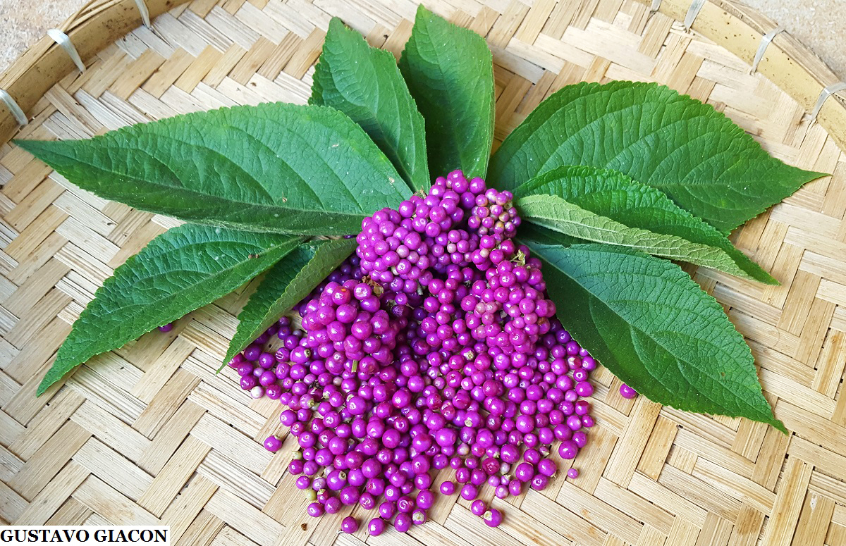 Viveiro Ciprest - Plantas Nativas e Exóticas: Calicarpa de Frutos Roxos ...
