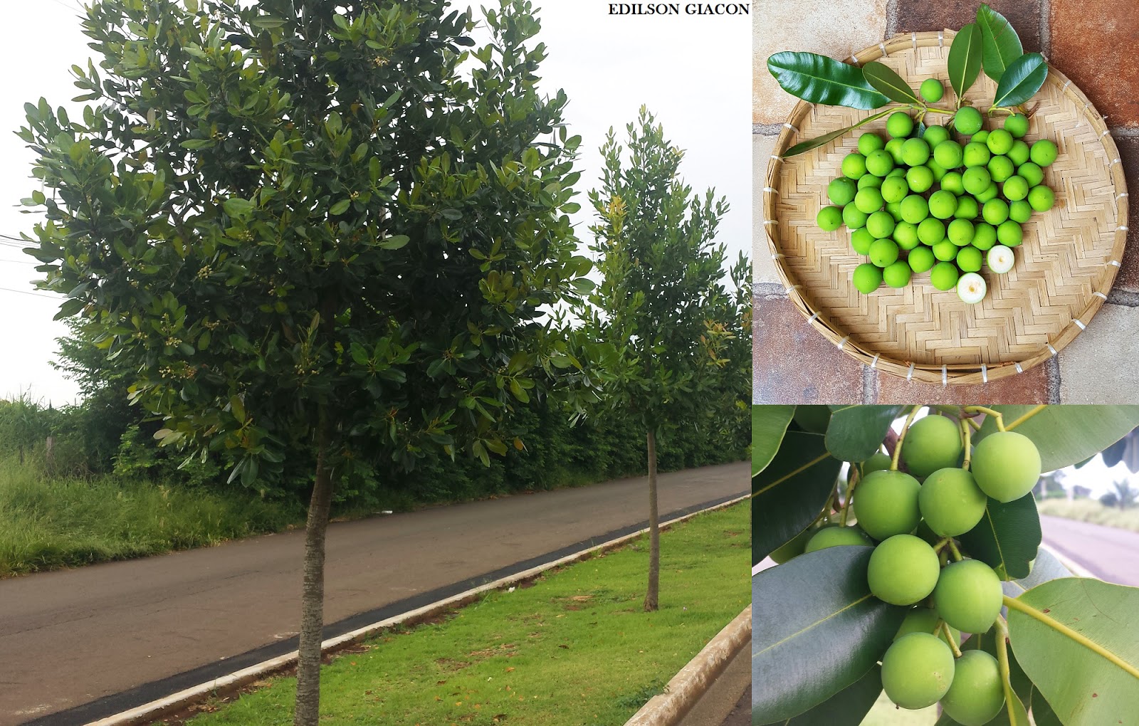 Viveiro Ciprest - Plantas Nativas e Exóticas: Guanandi ou Jacareúba ...