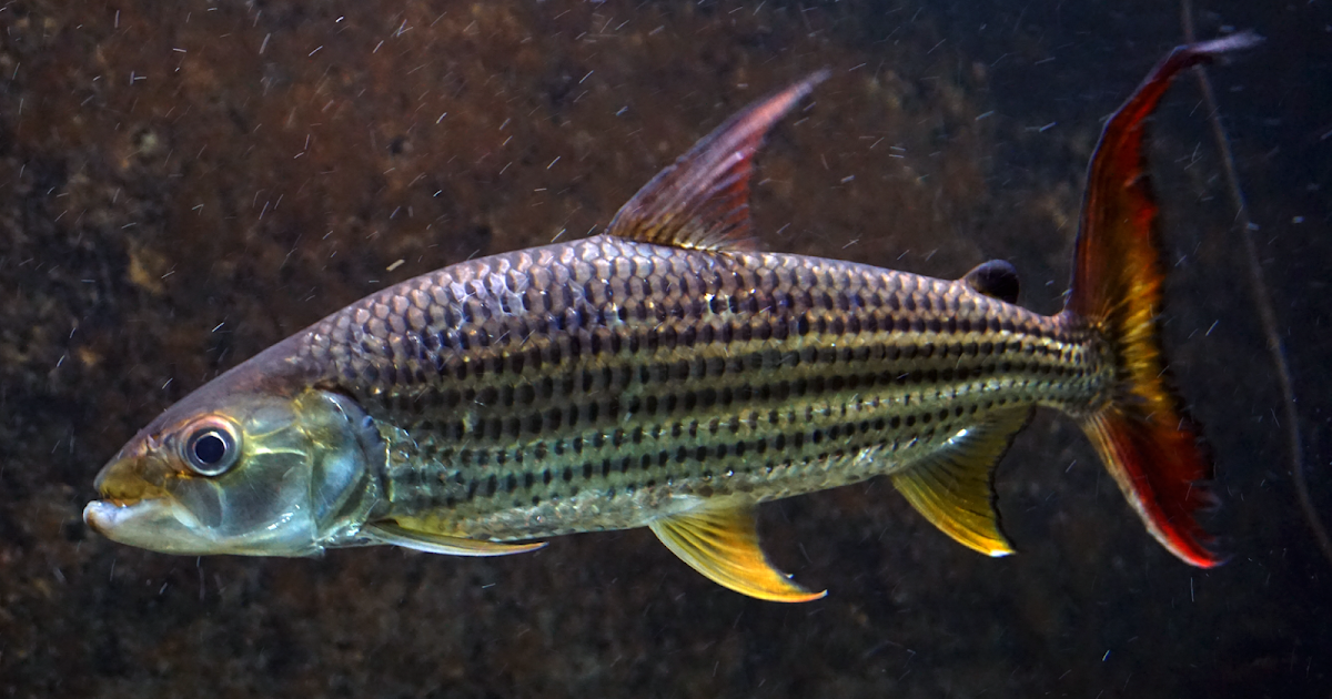 Mania de Aquário: Peixe Tigre (tiger fish)