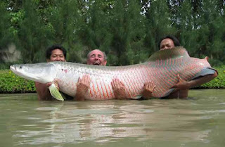 A giant fish(617kg) caught in northeast China ~ current news