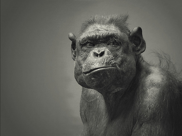 Our Beautiful World: Animal Expressions