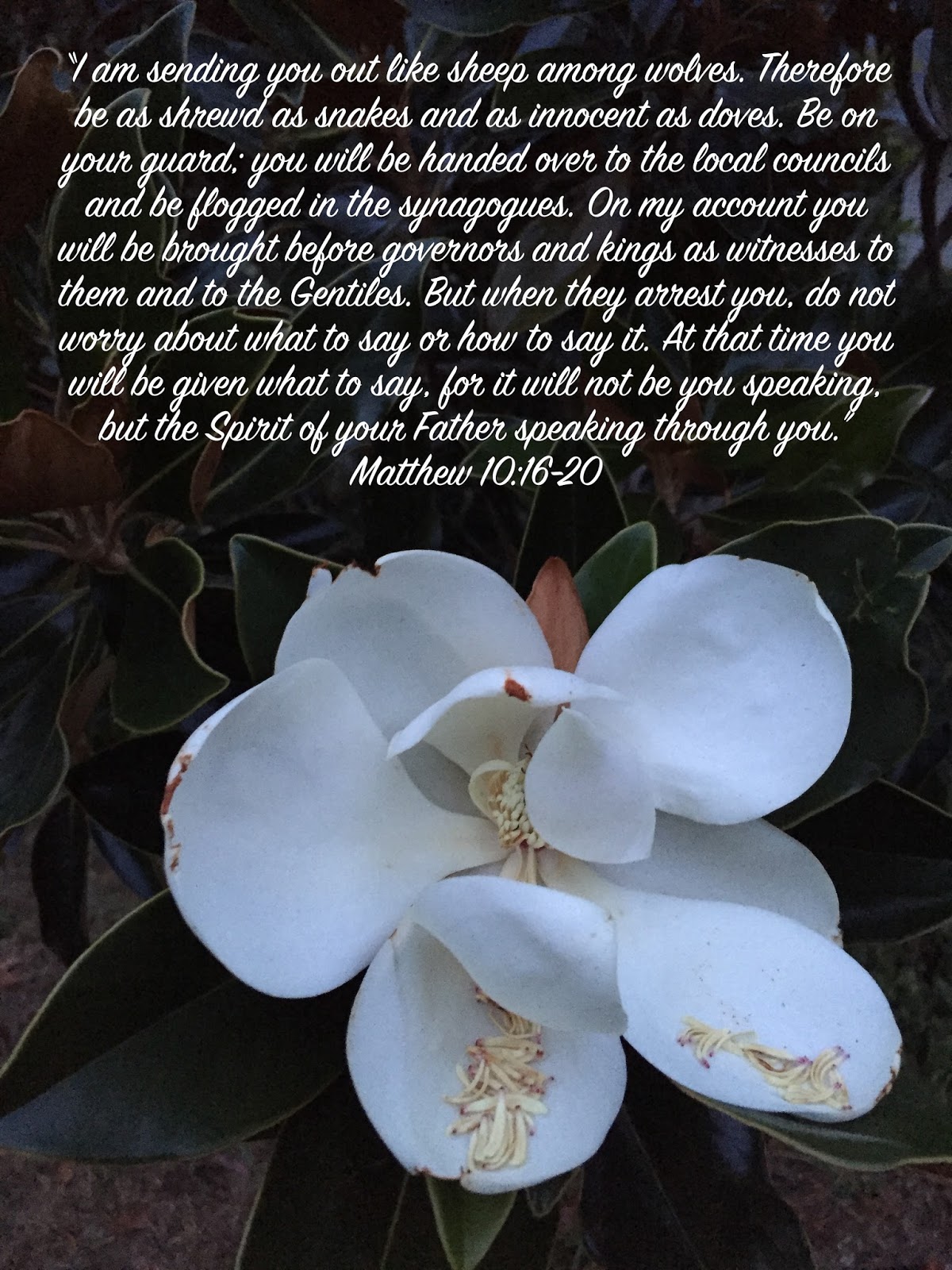 My Strength: Matthew 10:16-20 - "The Way"