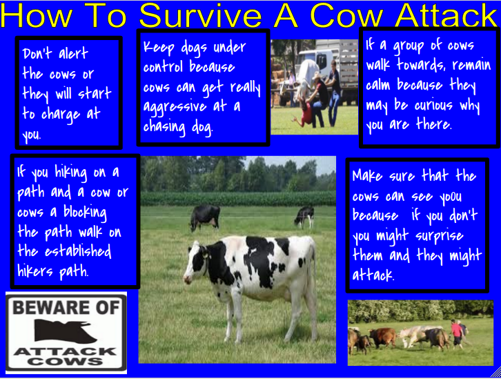 Aminiasi : How To Survive A Cow Attack