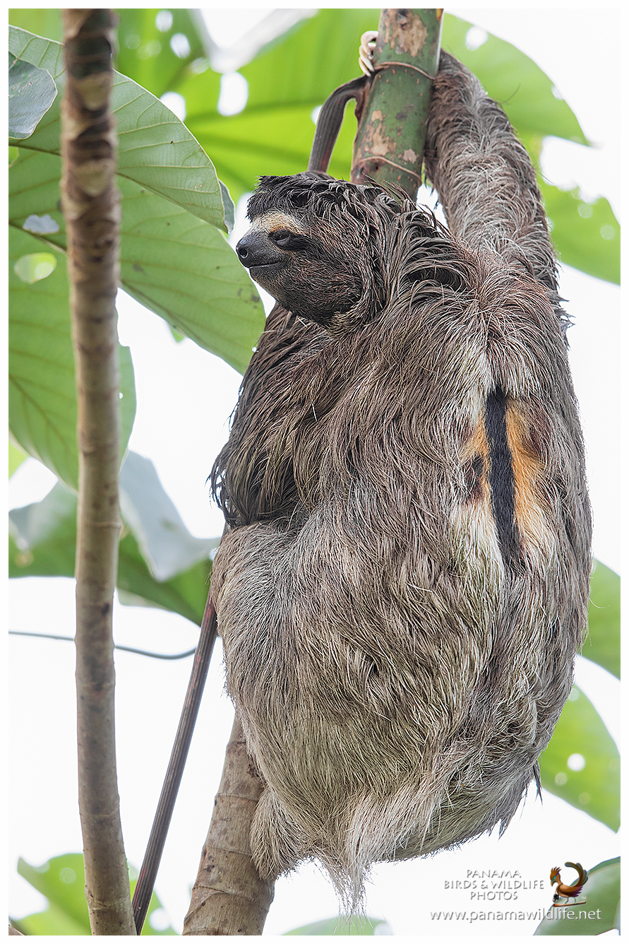 Back to the Pipeline Road for Wildlife Photography