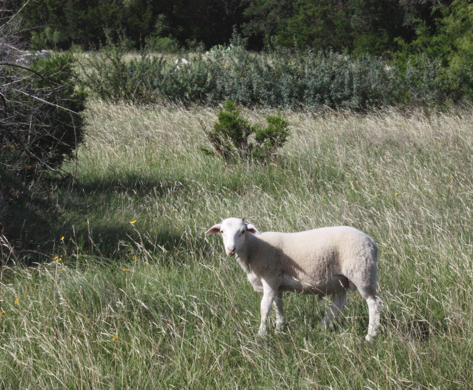 Central Texas All Natural Grass-Fed Lamb: Rams, Commercial Ewe Lambs ...