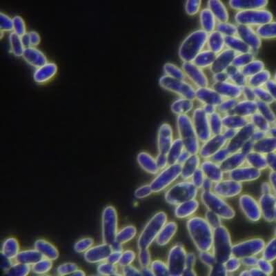 Short Notes on Microscopic Techniques: Different types of Microscopes ...