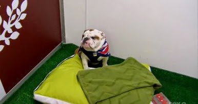 silvieon4: The "softer"side of Chef Gordon Ramsey