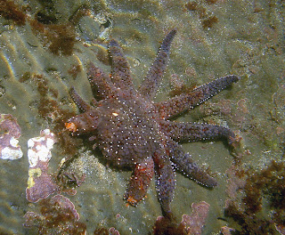 Meghan Gasser's Blog: Starfish Dying? Mystery in the North Atlantic