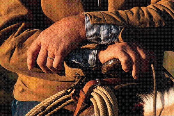 Heart In Your Hand Natural Horsemanship