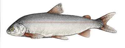 Behind the French Menu: Fera, Féra, or Palée du Léman.The Broad ...