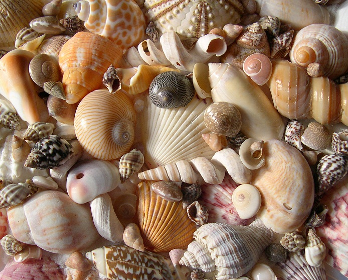 Seashell Photography ~ photography in a blog