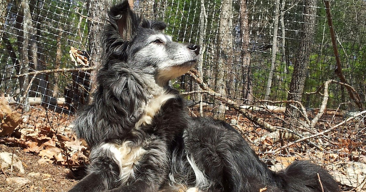 The Days of Johann, an agility dog!: Spring has sprung on our mountain!