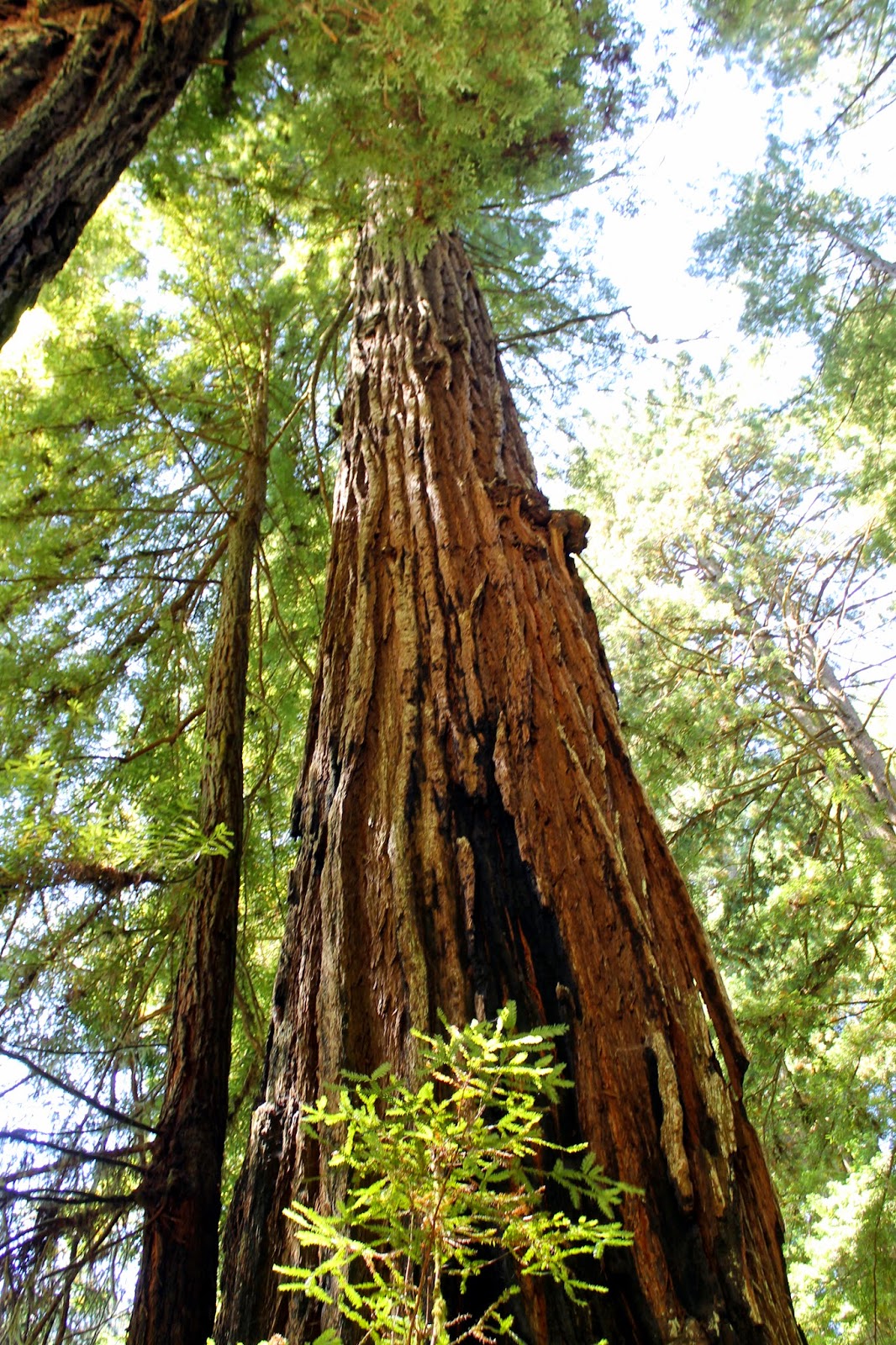 THE ADVENTURES OF TEAM DANGER: California's Redwood National and State ...