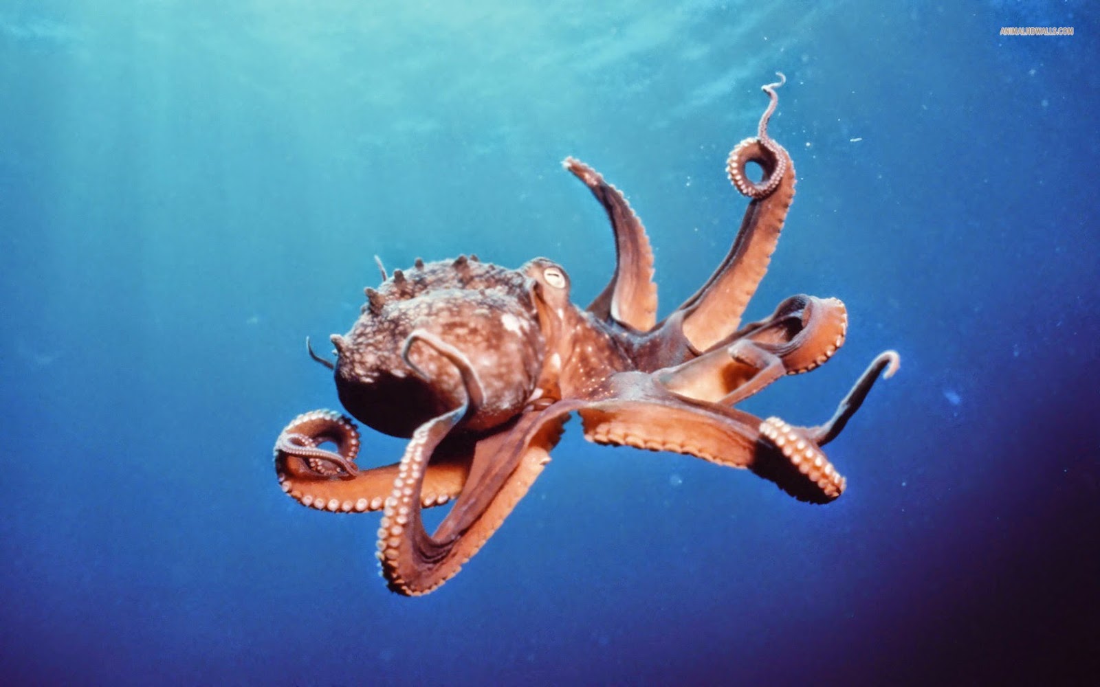 Octopus - HD Wallpapers | Earth Blog
