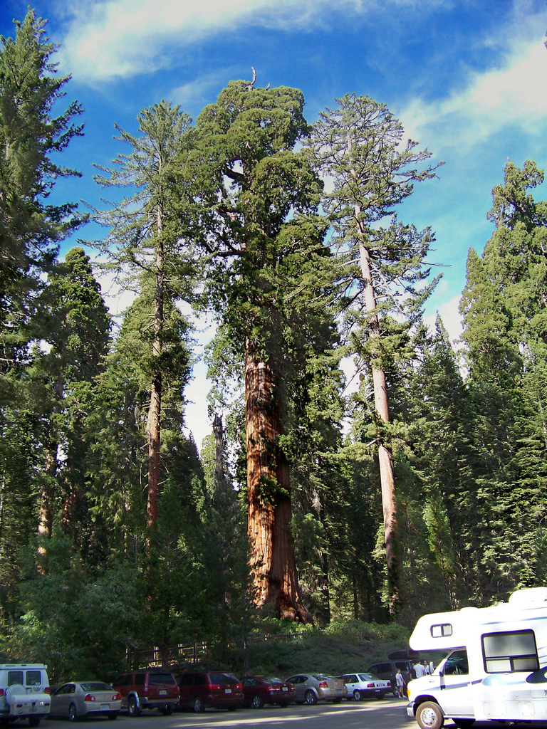 waone's articles: Robert E. Lee Tree: Pohon Terbesar kesebelas di Dunia