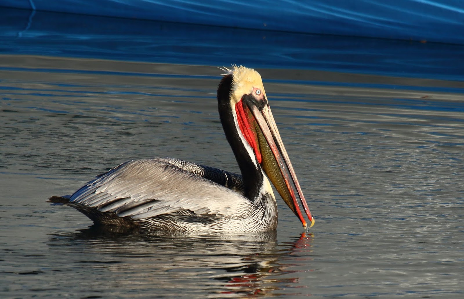 Brown Pelicans off San Diego - Greg in San Diego
