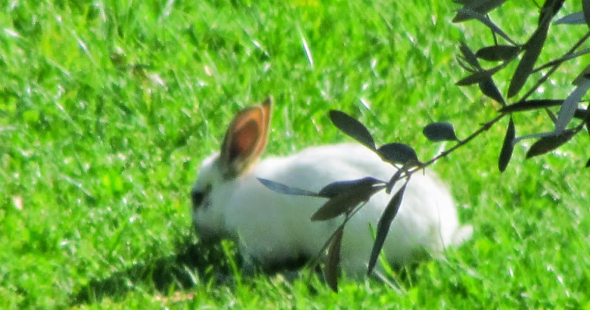 Rabbits at the Australian War Memorial