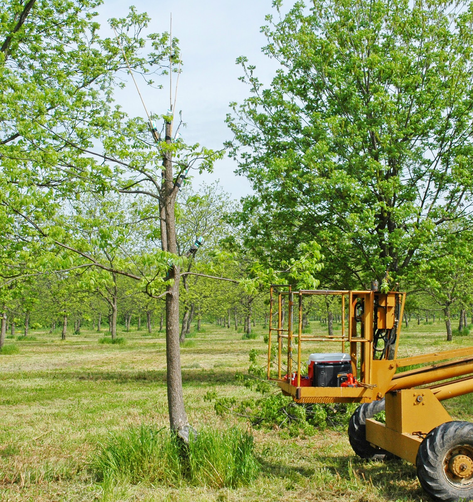 Northern Pecans: Top-working a large pecan tree